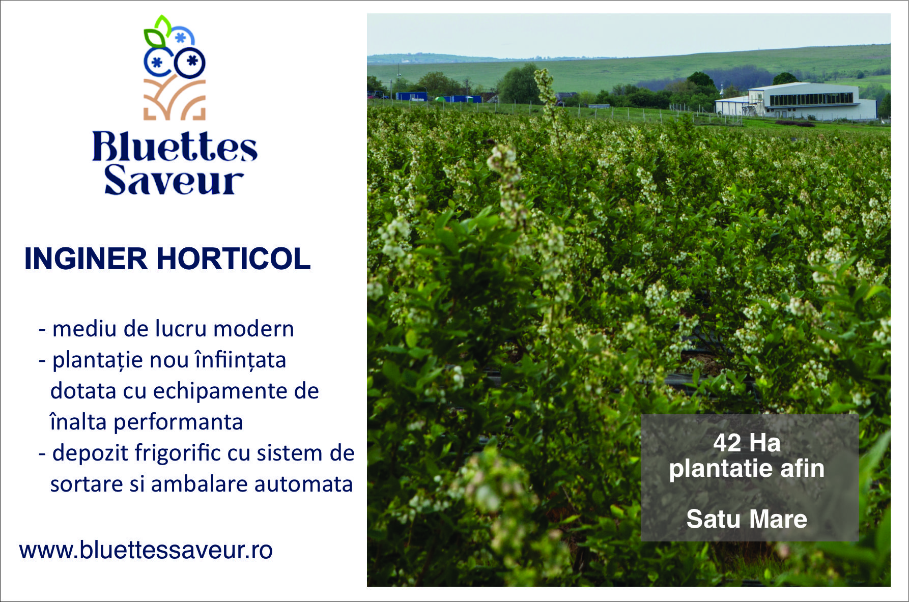 Inginer Agronom plantație afin – Satu Mare | Repatriot